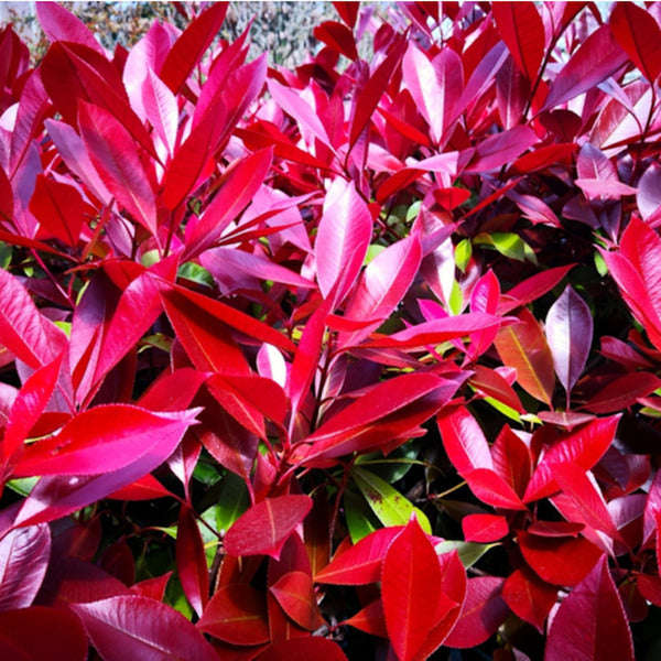 Photinia Red Robin – Screen It Green