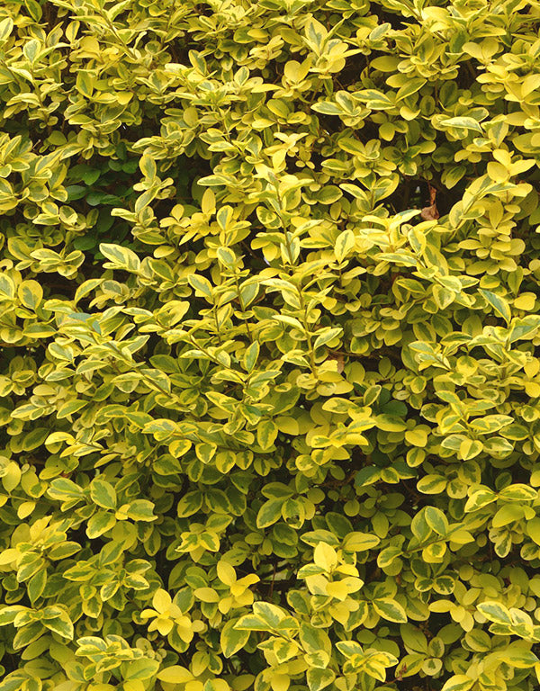 Ligustrum Ovalifolium Aureum (Golden Privet) Height 60-90cm – Screen It ...