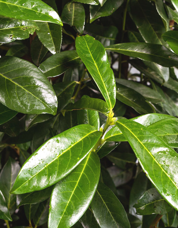 Prunus Genolia (Laurel) [35L] [175-200cm] – Screen It Green