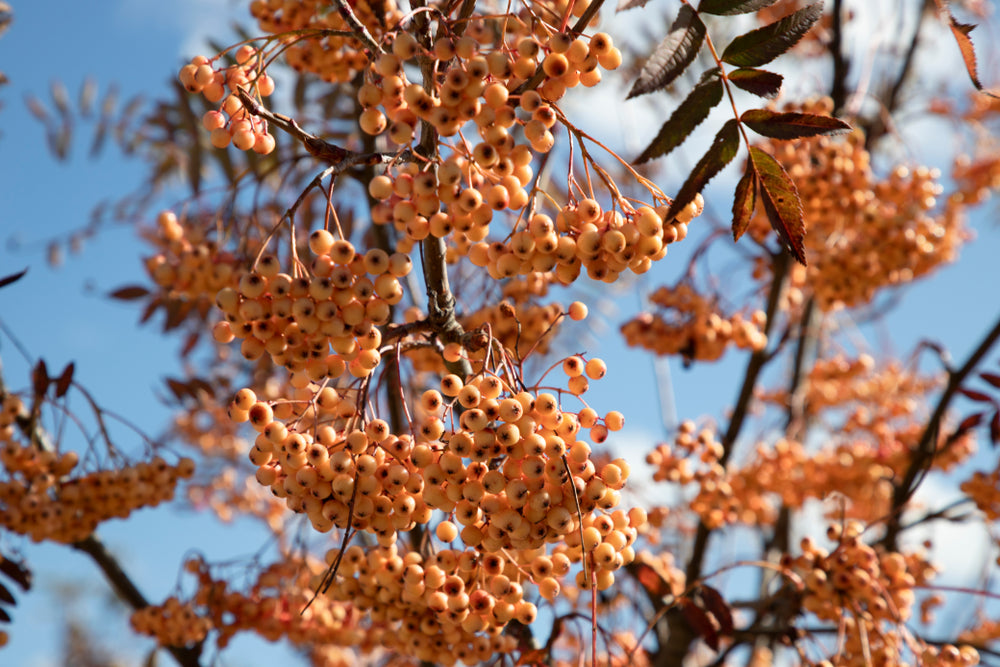 Sorbus Joseph Rock 'Rowan, Mountain Ash' 14-16cm Girth (Approx. 3.5-4 ...